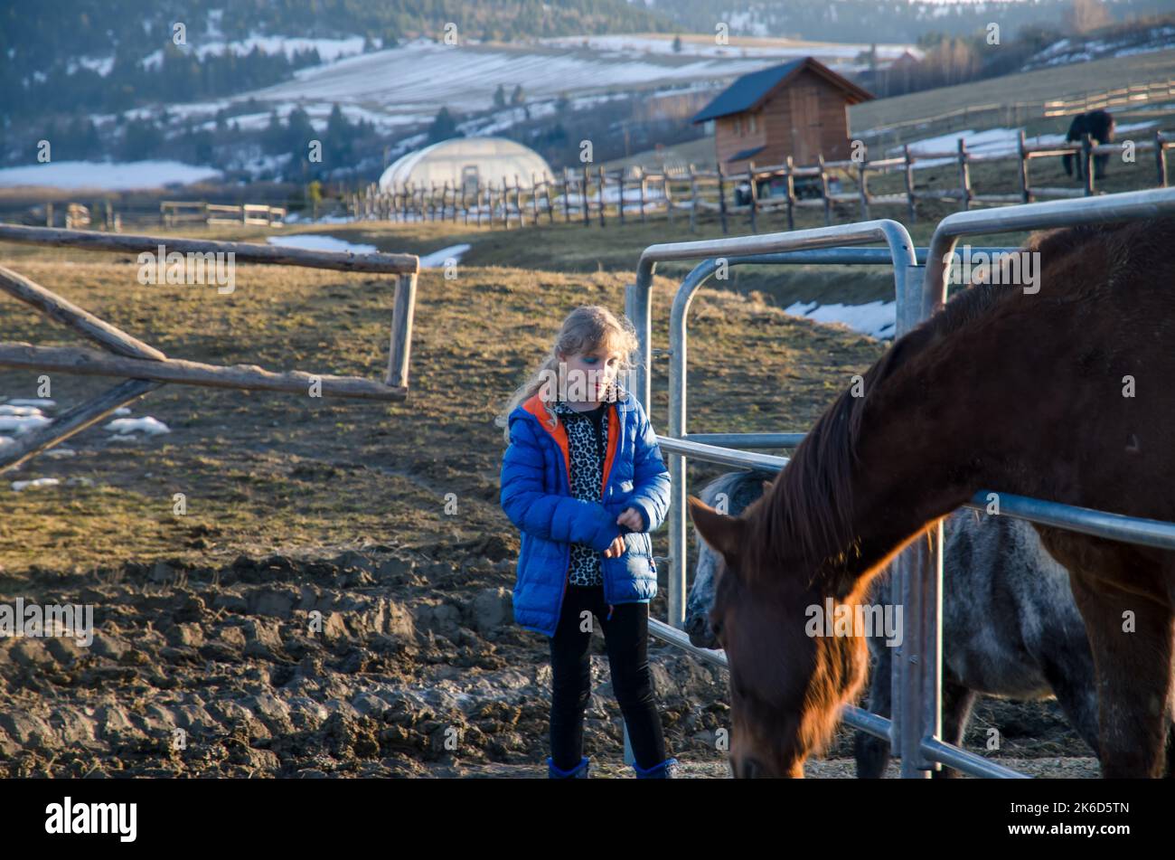 girl with beautiful horse outdoors in stables Stock Photo - Alamy