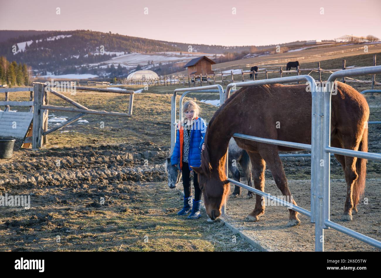 girl with beautiful horse outdoors in stables Stock Photo - Alamy