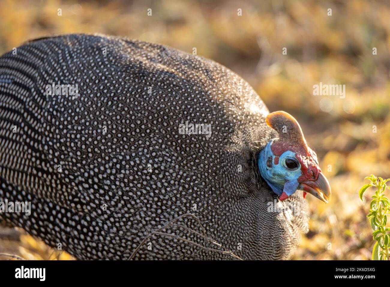 Helmeted Guinea Fowl in the morning light, hunting for insects in the ...