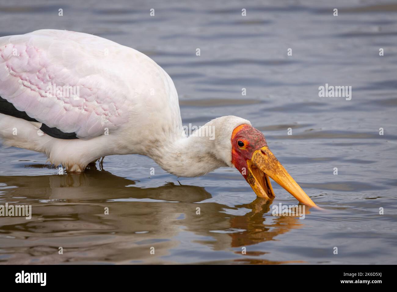 A yellow billed stork fishing in the water, trawling for prey with an ...
