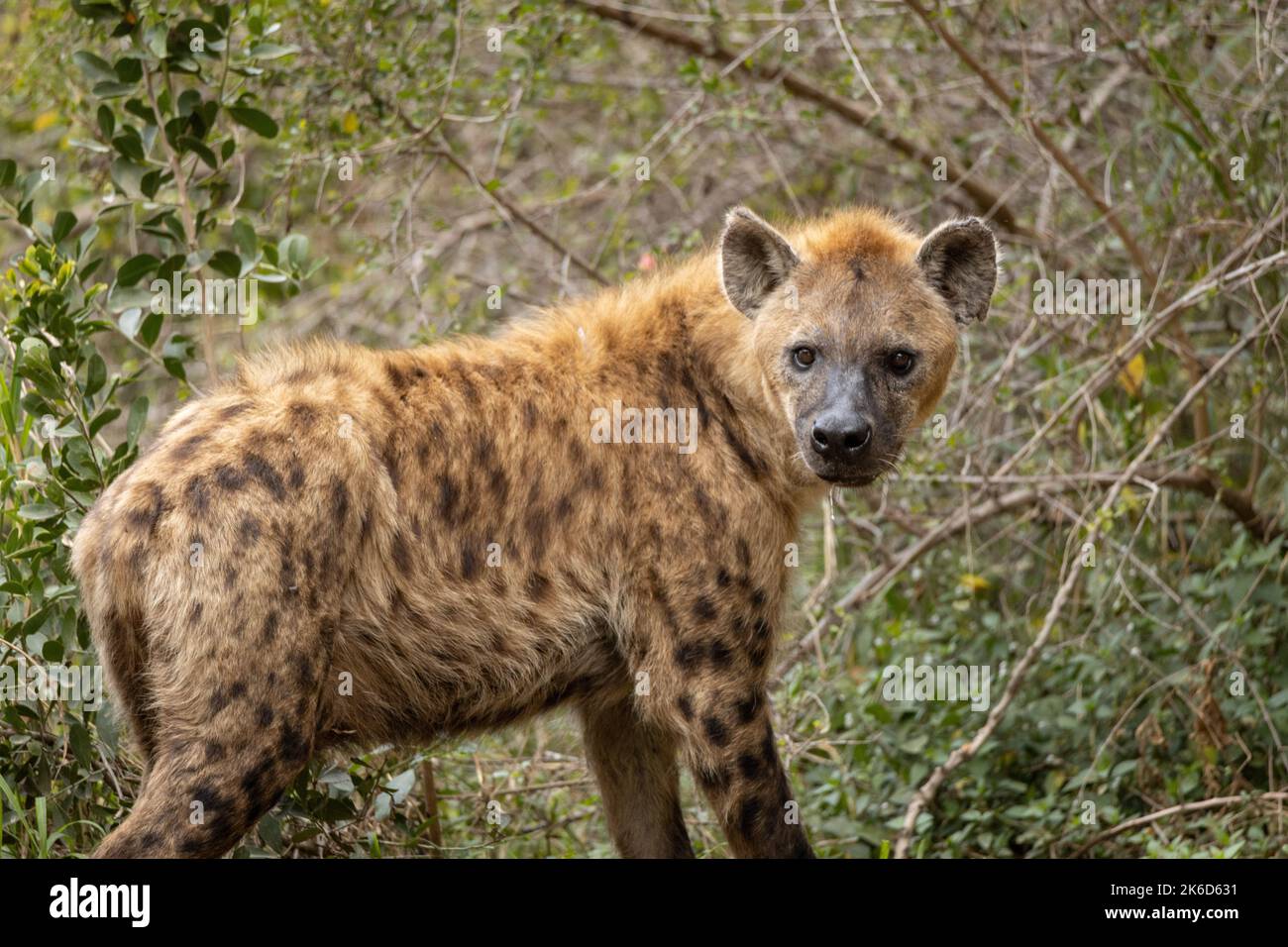 Spotted hyena hunt hi-res stock photography and images - Alamy