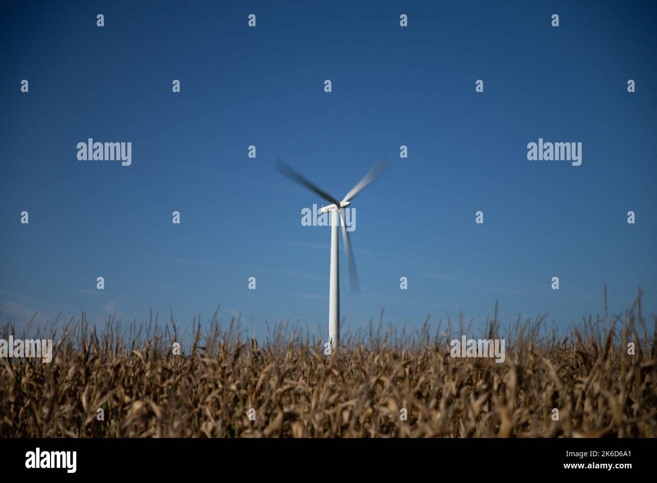 Wind turbine with moving blades in a parched corn field. Plouvien ...