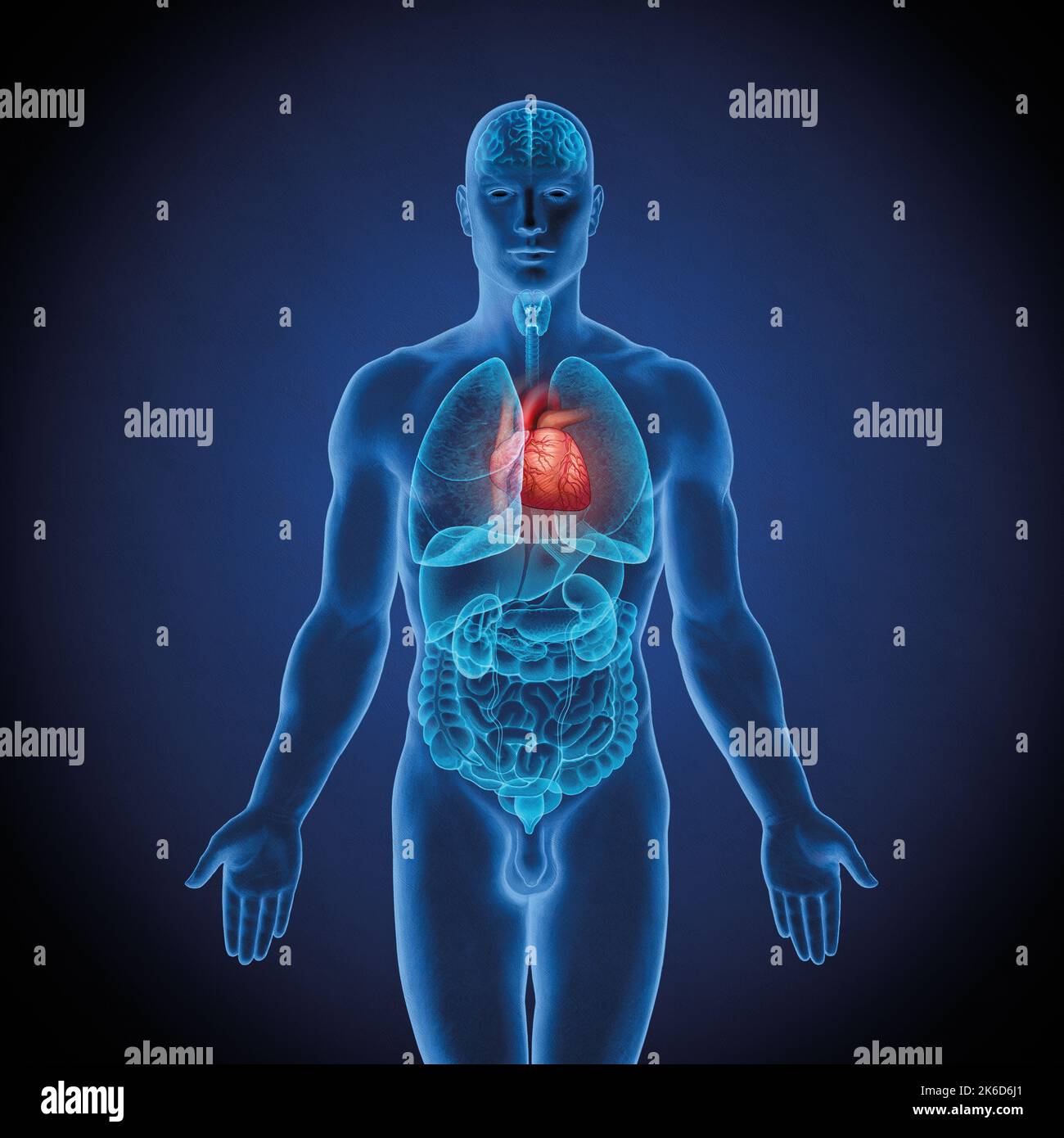 Transparent human body internal organs hi-res stock photography and ...