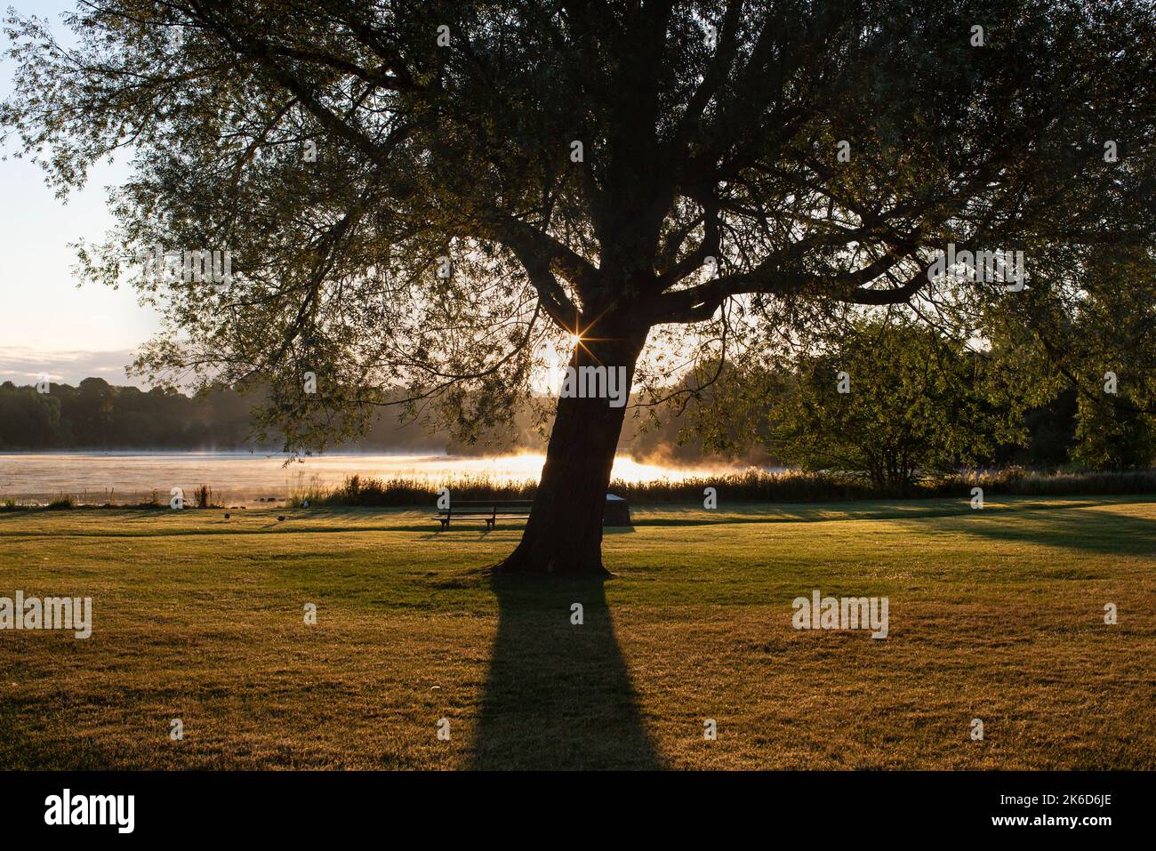 Backlit tree at sunrise in the green meadows of The Peel in Linlithgow, Scotland Stock Photo - Alamy