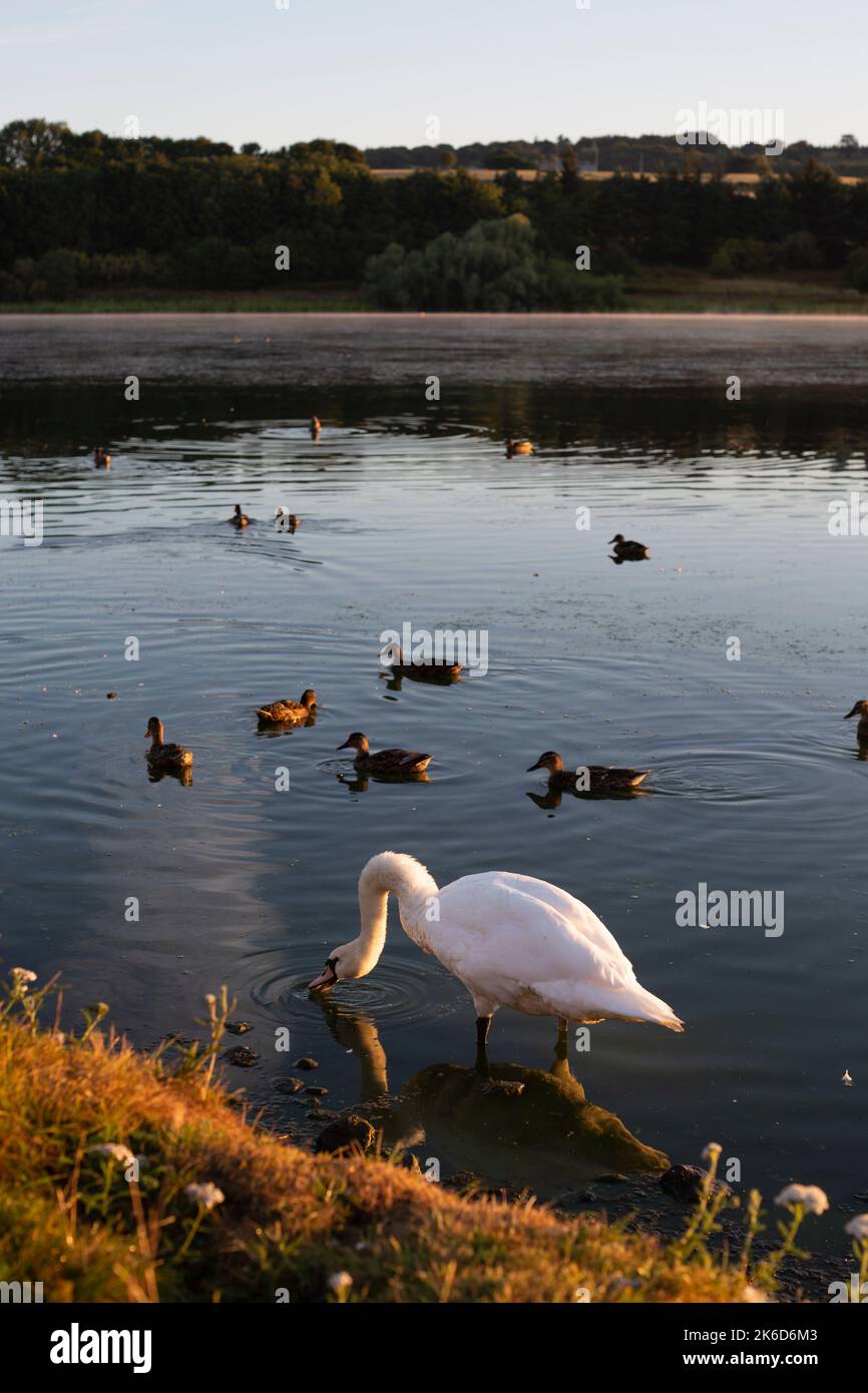 Ducks and swans at sunrise on Linlithgow Lake. The Peel Stock Photo - Alamy