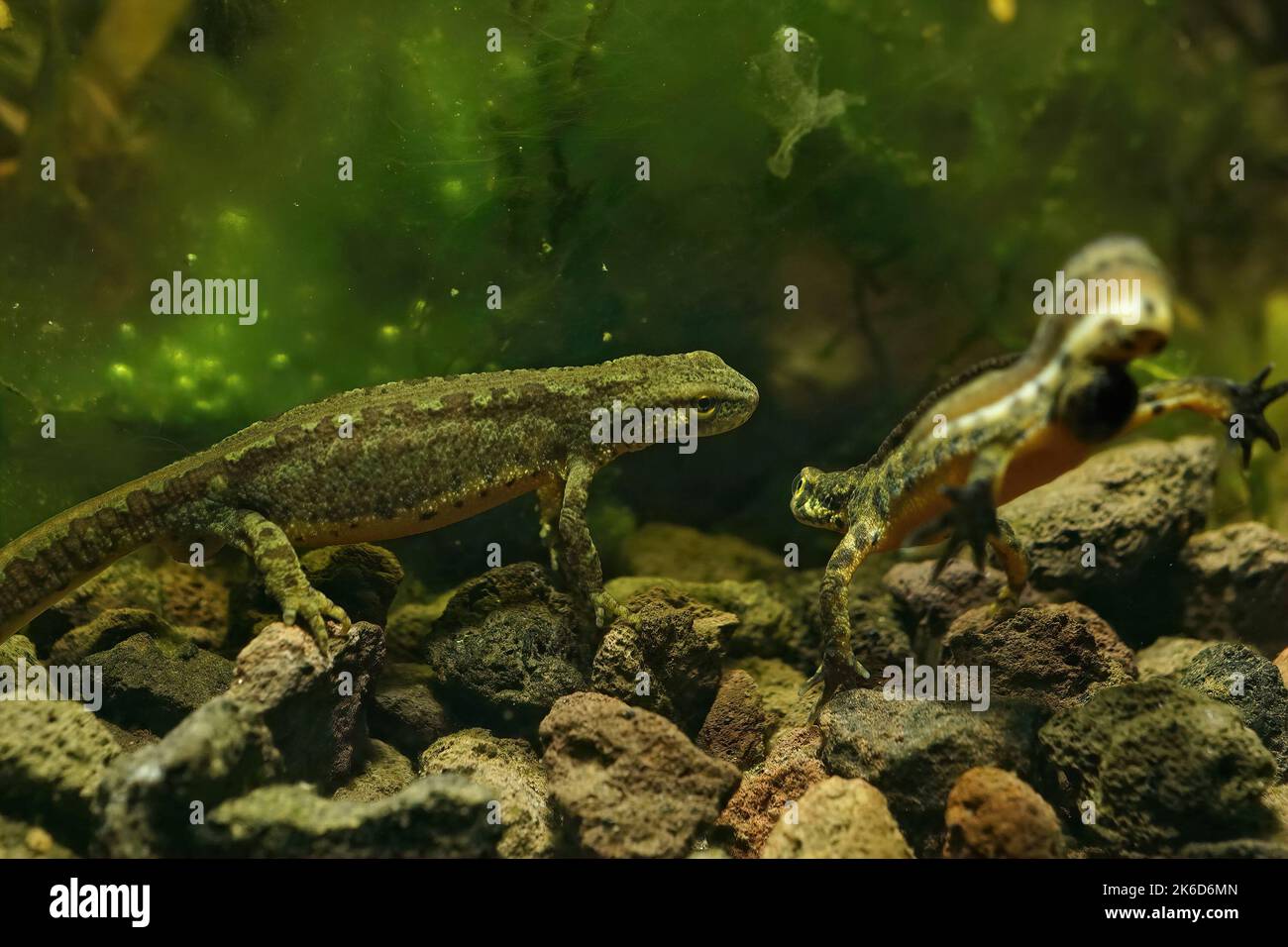 Detailed closeup on a male Carpathian newt, Lisssotriton montandoni ...