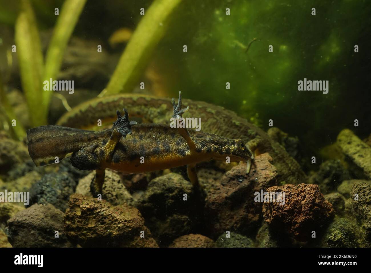 Detailed closeup on a male Carpathian newt, Lisssotriton montandoni ...