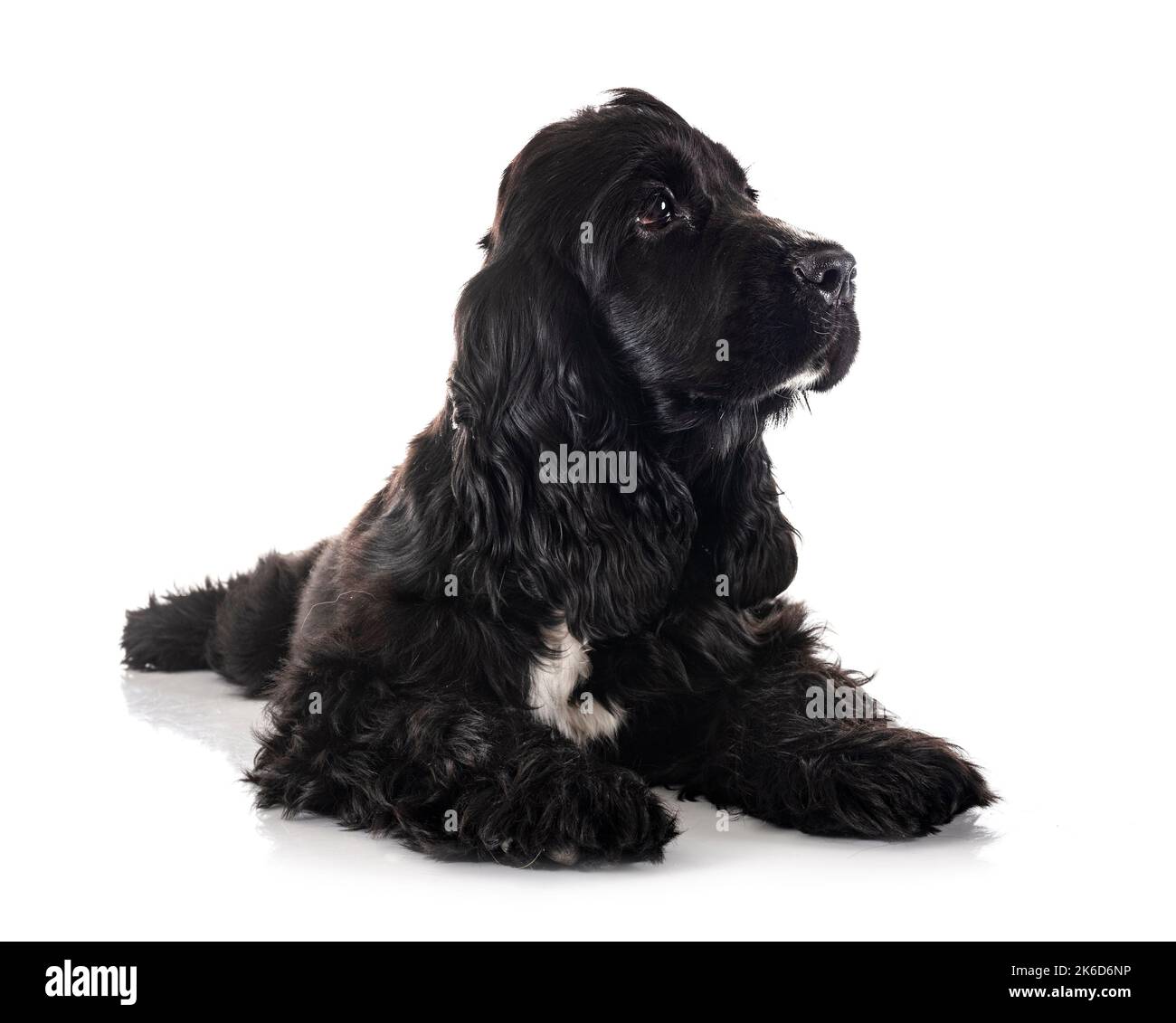 English Cocker Spaniel in front of white background Stock Photo - Alamy