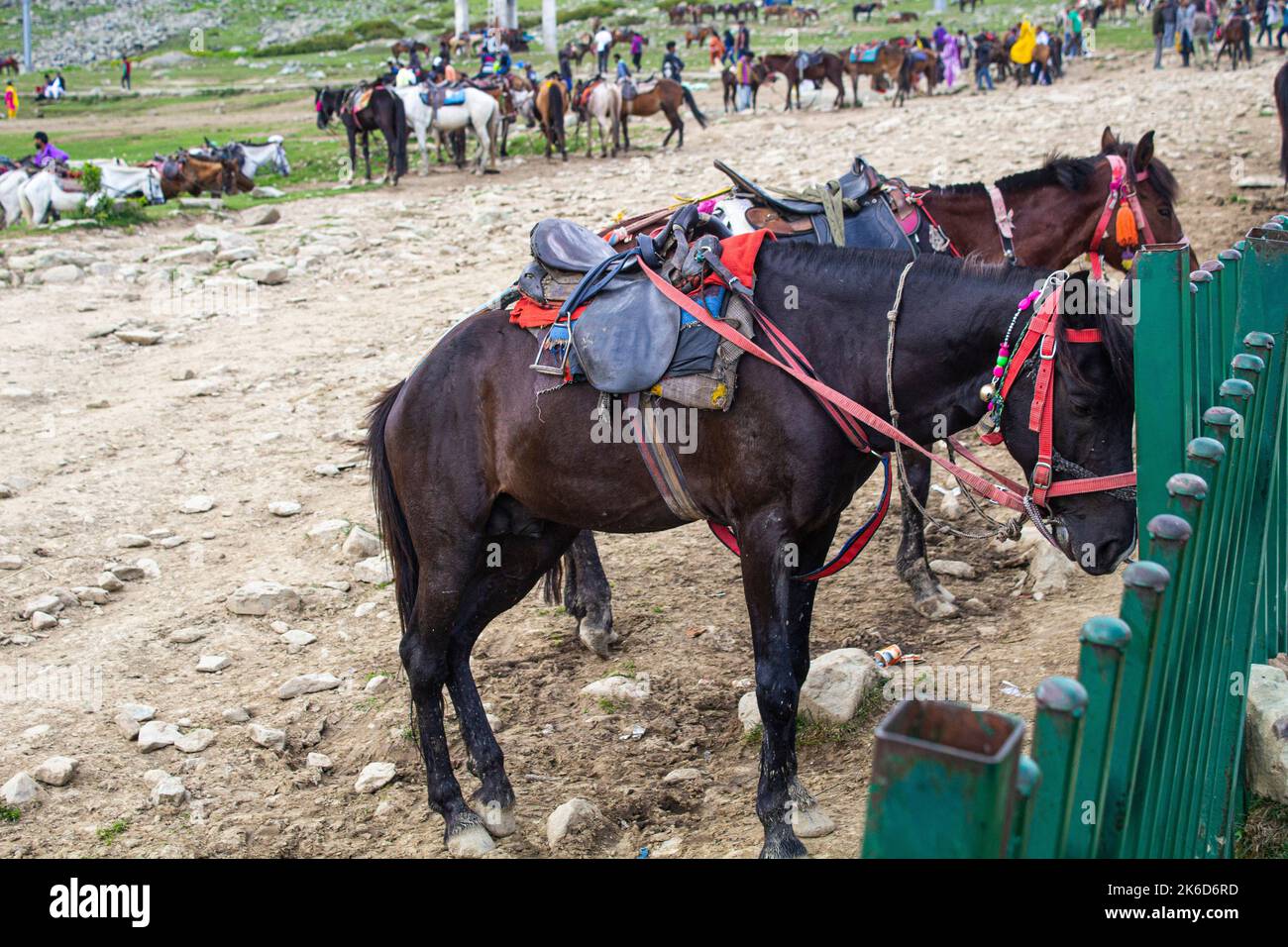 horse riding in kashmir, ropeway cable car, Gulmarg Gondola, Jammu and ...