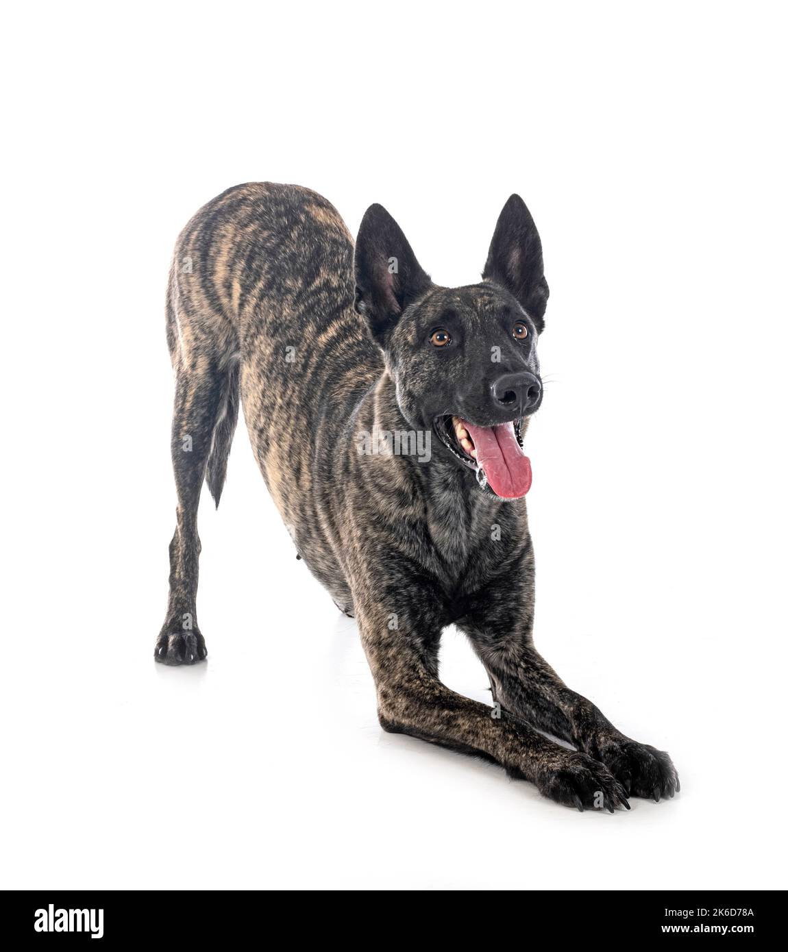 Dutch Shepherd in front of white background Stock Photo - Alamy