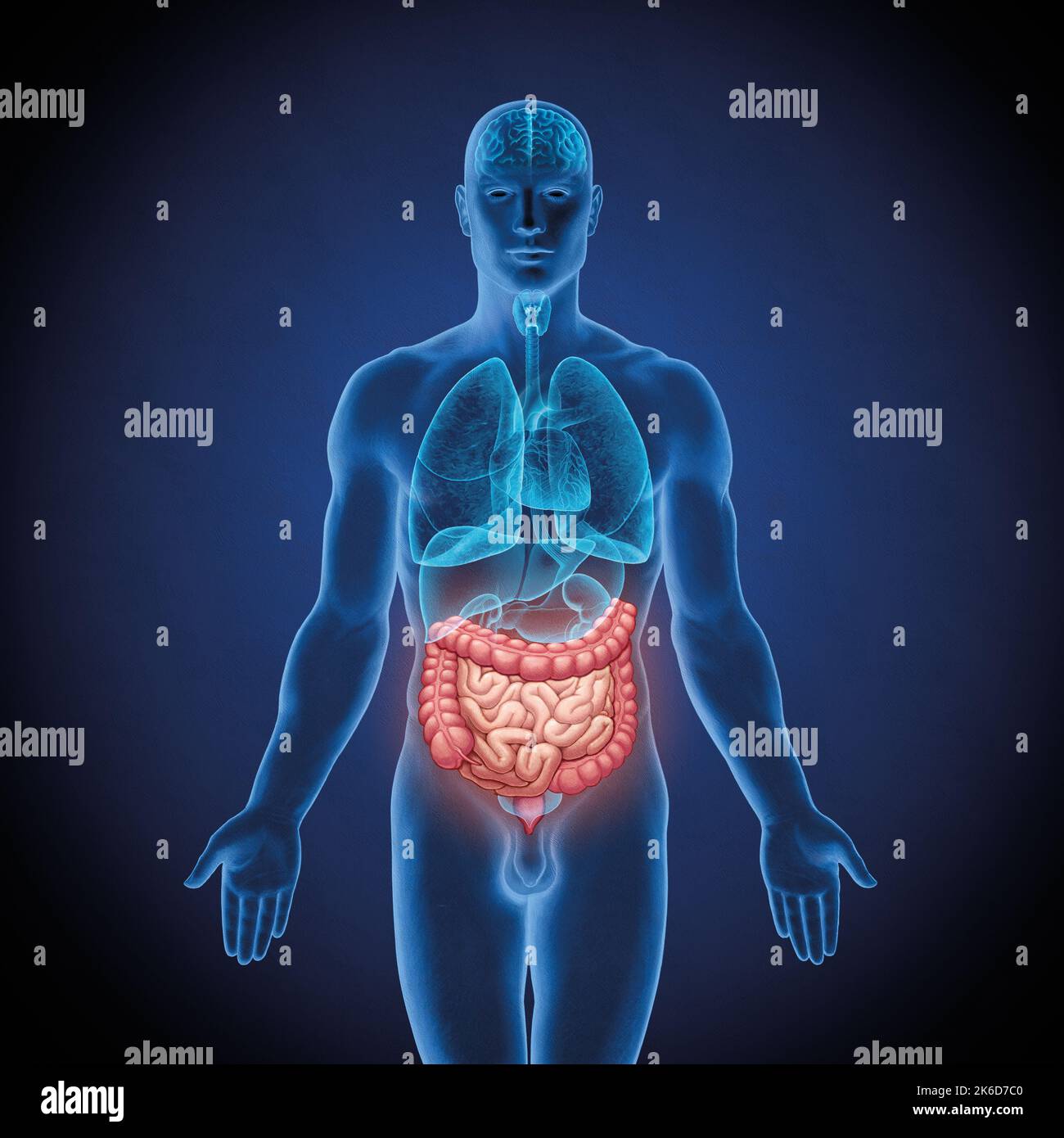 Transparent human body internal organs hi-res stock photography and ...