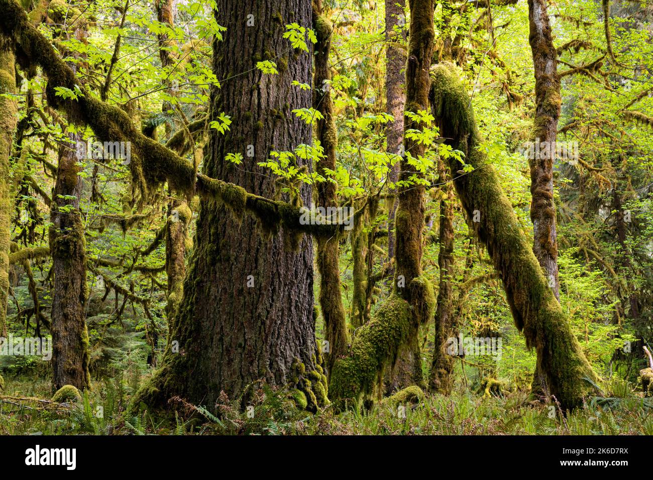 Graves creek campground nature trail hi-res stock photography and ...