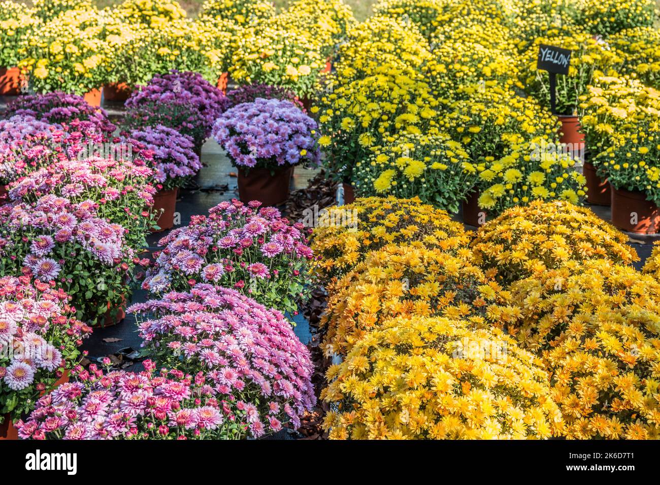 Mums of all sizes colors and varieties grouped together outdoors at a ...