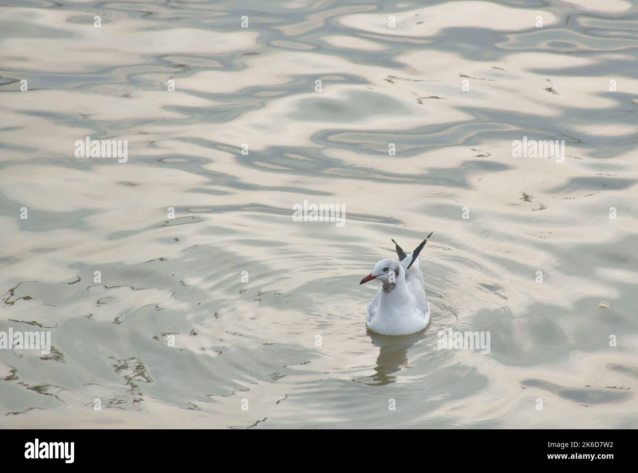 seagull floating on sea surface at Bang poo travel location in Thailand ...