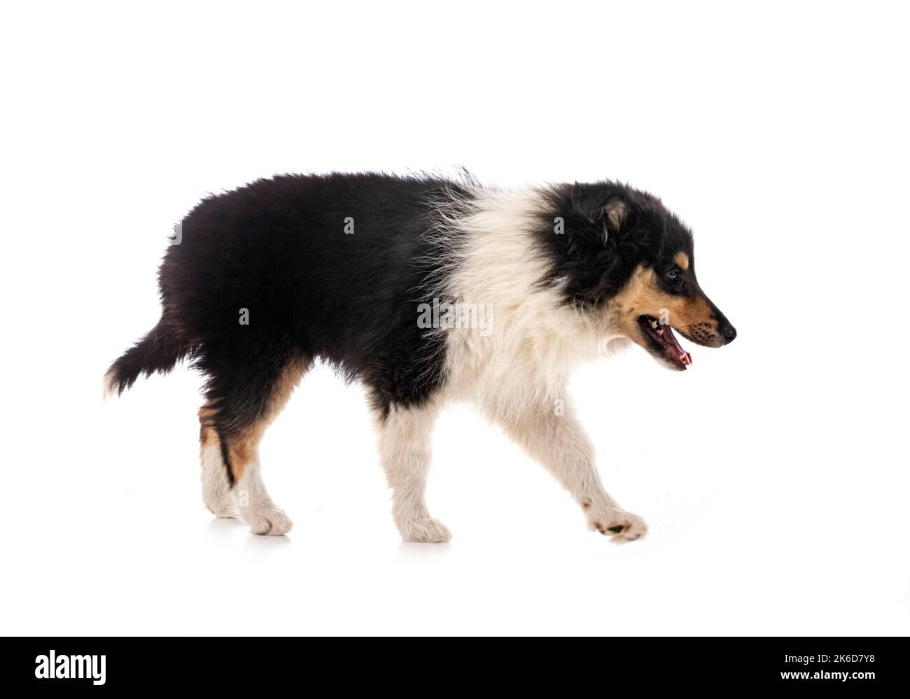 puppy Rough Collie in front of white background Stock Photo - Alamy