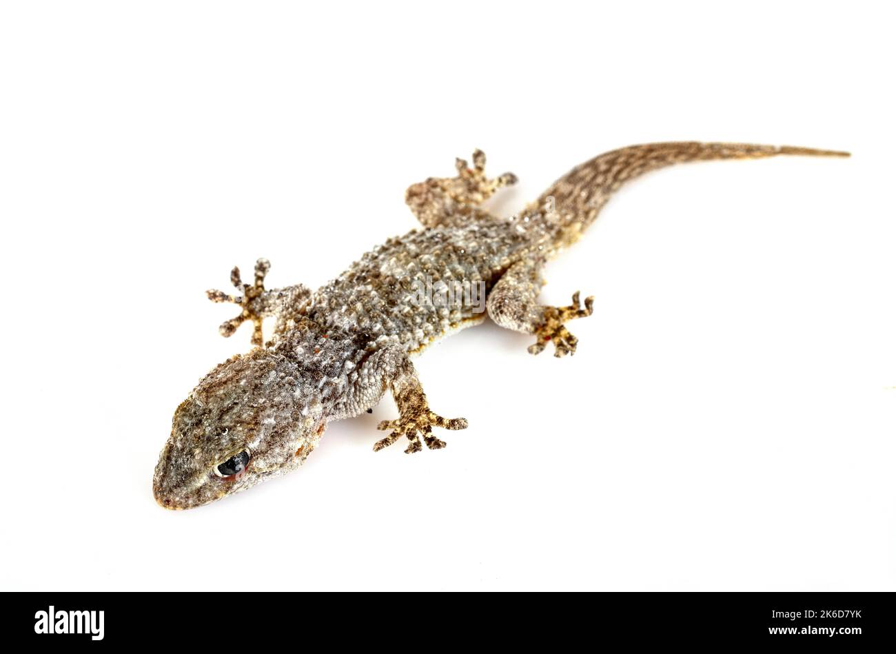 young Gecko in front of white background Stock Photo - Alamy