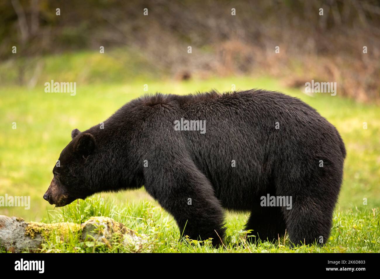 Hungery after hibernation hi-res stock photography and images - Alamy