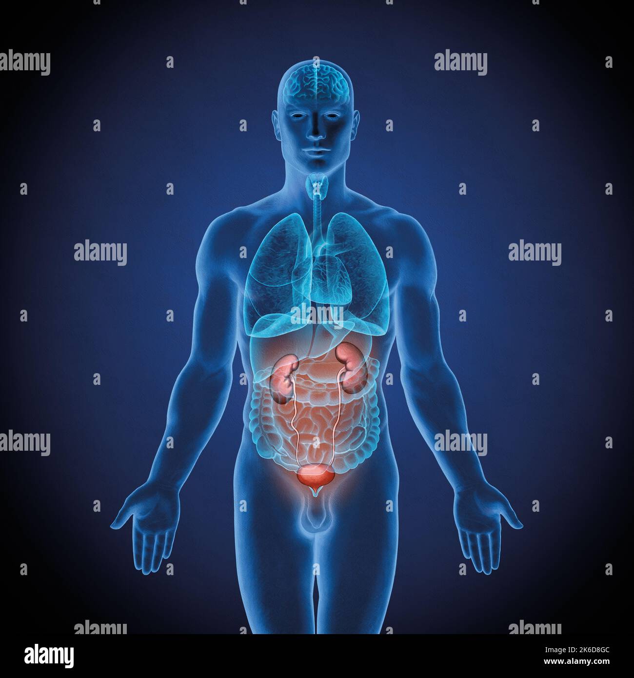 Human anatomical organs hi-res stock photography and images - Alamy