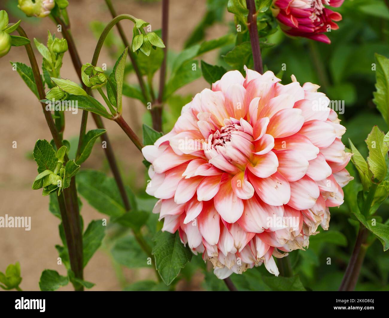 Dahlia flowers in the garden Stock Photo - Alamy