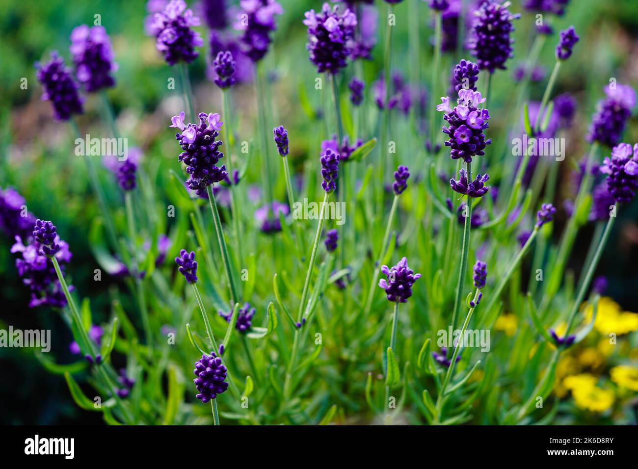 Lavender Lavendula Augustifolia in the old Land next to Hamburg Stock ...