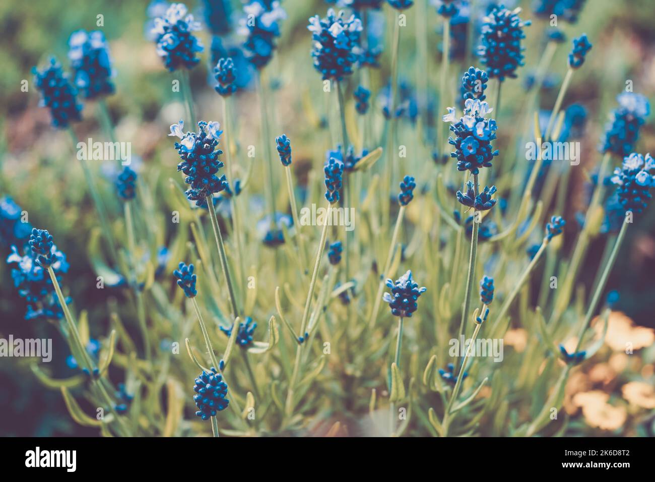 Lavender Lavendula Augustifolia in the old Land next to Hamburg Stock ...