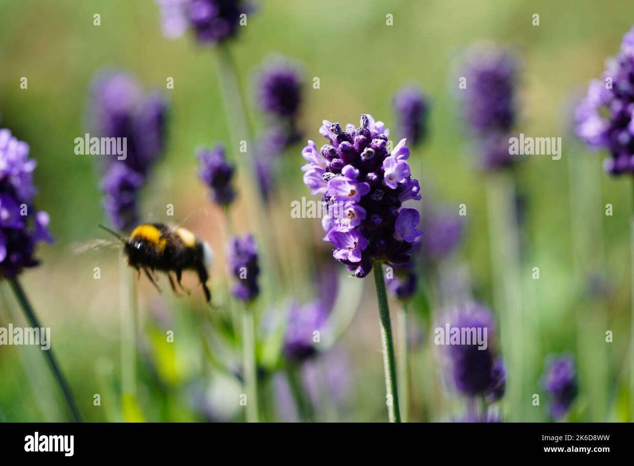 Lavender Lavendula Augustifolia in the old Land next to Hamburg Stock ...