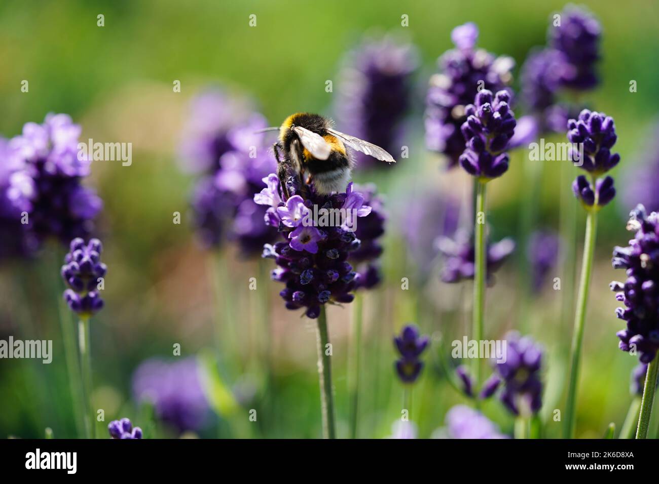 Lavender Lavendula Augustifolia in the old Land next to Hamburg Stock ...
