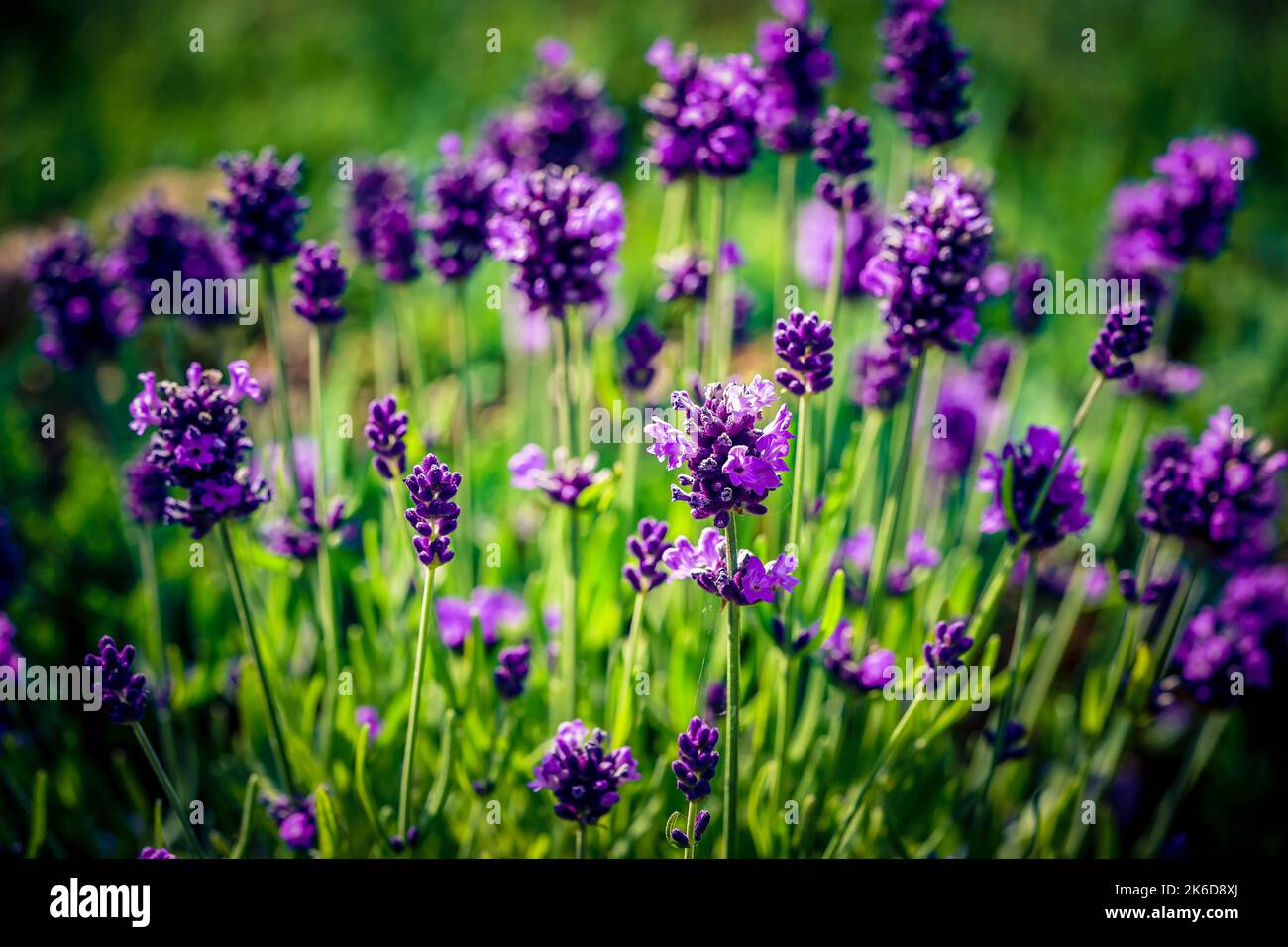 Lavender Lavendula Augustifolia in the old Land next to Hamburg Stock ...