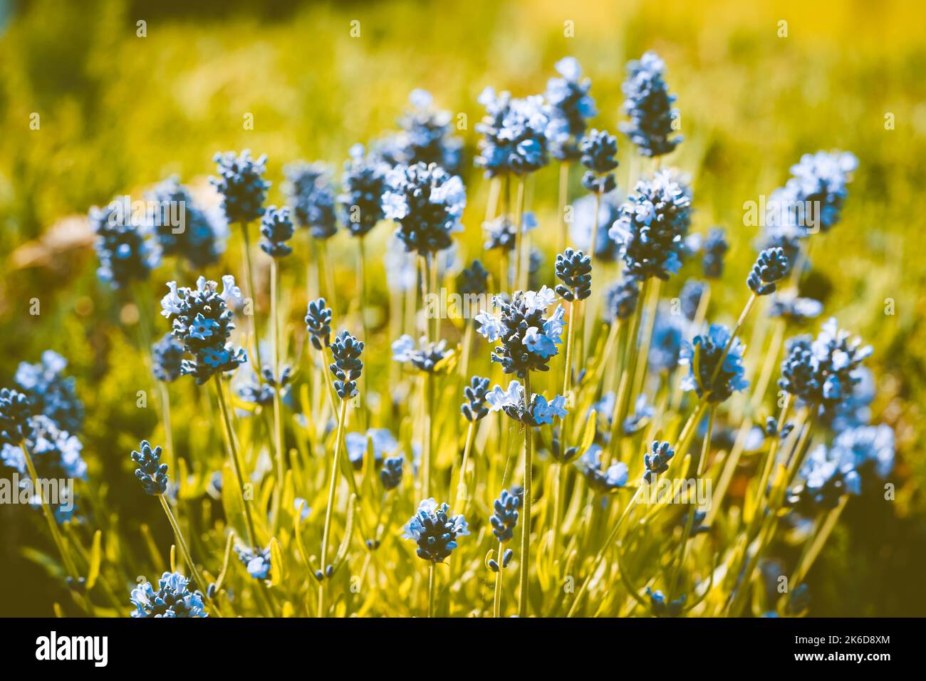 Lavender Lavendula Augustifolia in the old Land next to Hamburg Stock ...