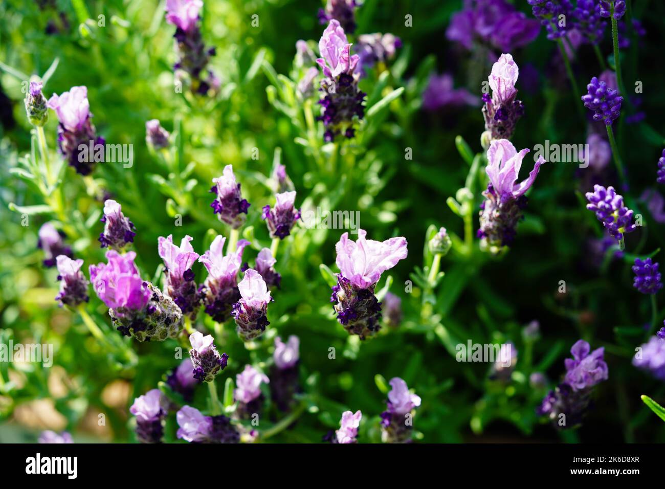 Lavender Lavendula Augustifolia in the old Land next to Hamburg Stock ...