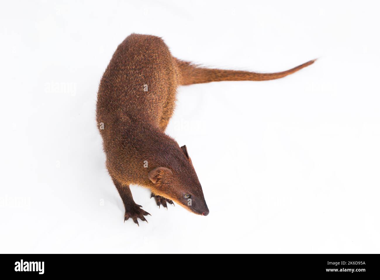 Javan Mongoose or Small asian mongoose (Herpestes javanicus) isolated ...