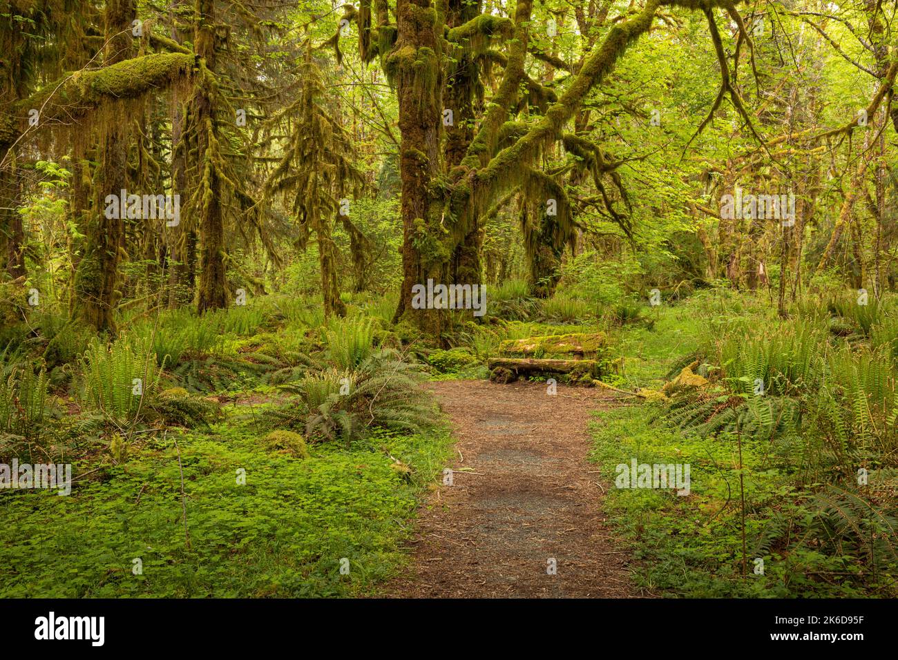 WA22261-00...WASHINGTON - Moss covered trees and a moss covered bench ...