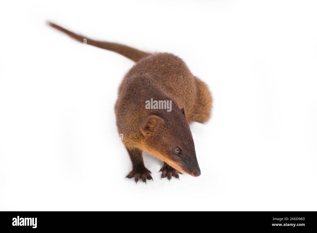 Javan Mongoose or Small asian mongoose (Herpestes javanicus) isolated ...