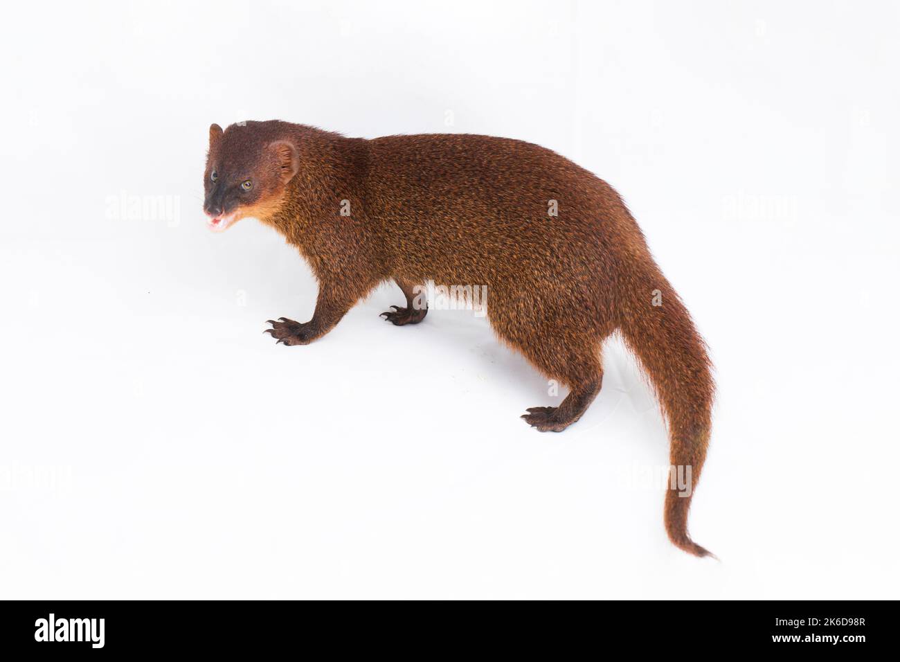 Javan Mongoose or Small asian mongoose (Herpestes javanicus) isolated ...