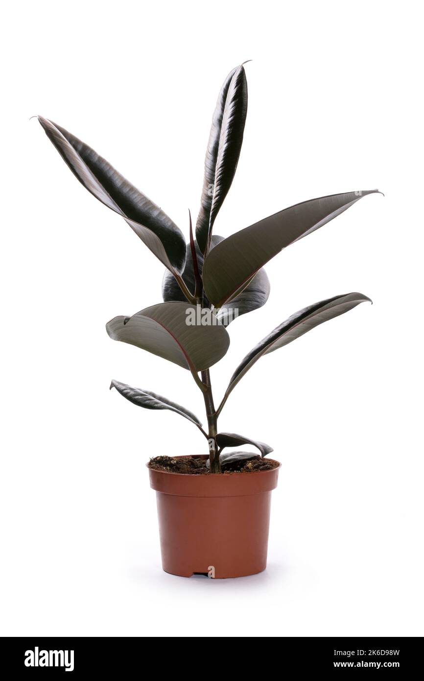 Indoor ficus in a pot on a white background Stock Photo - Alamy
