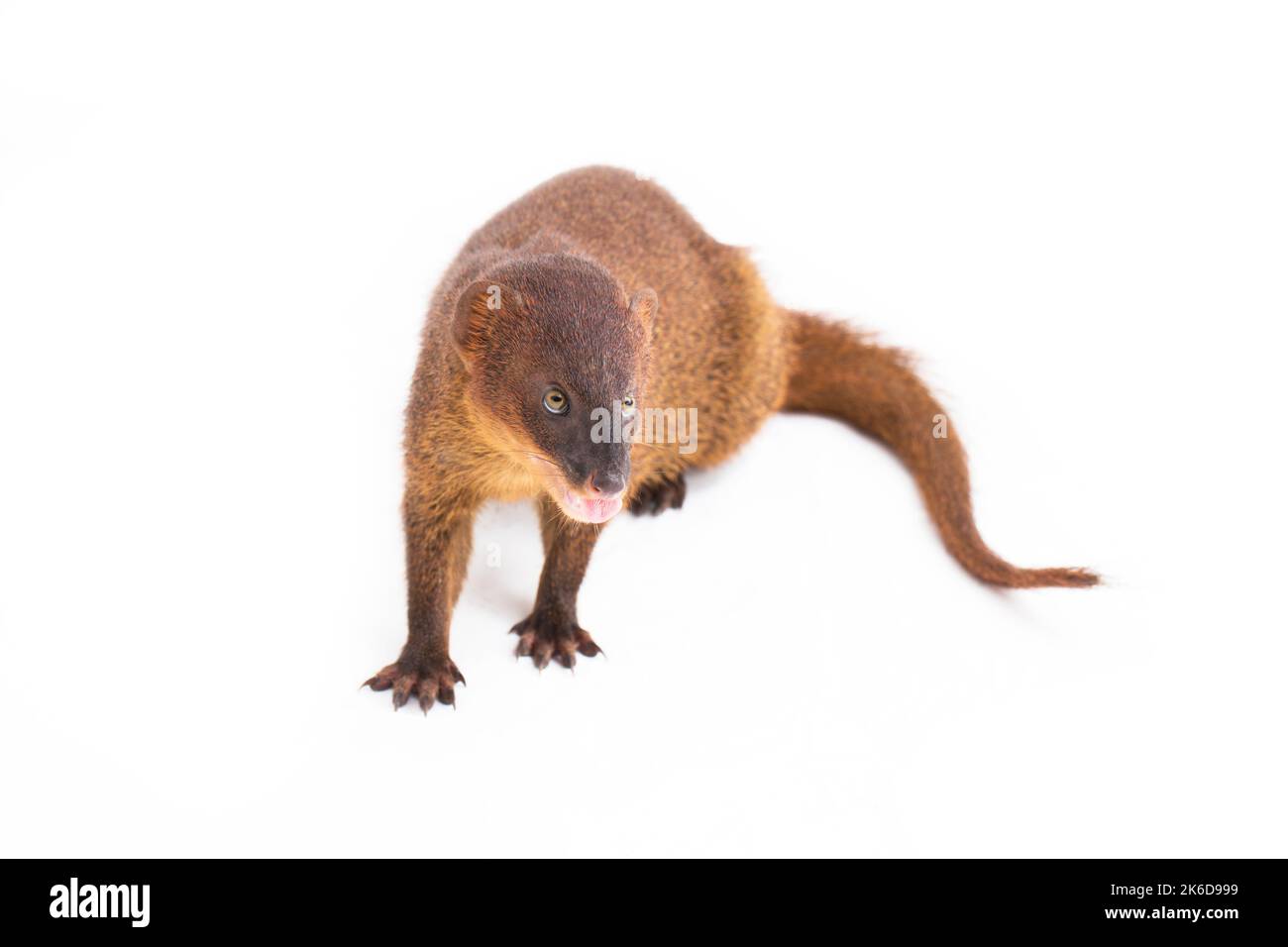 Javan Mongoose or Small asian mongoose (Herpestes javanicus) isolated ...