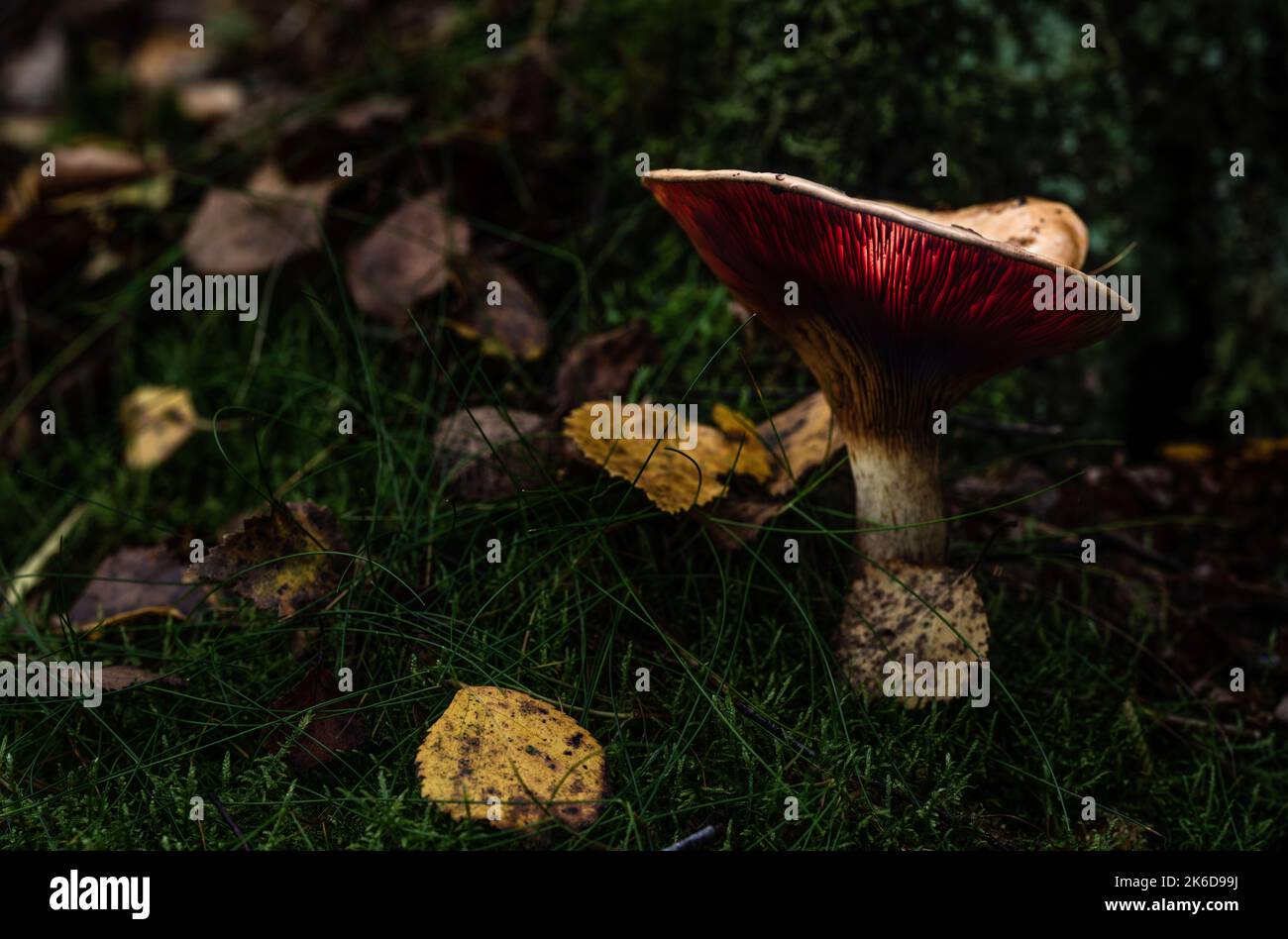 Fantasy mushrooms glowing in a dark magical enchanted woodland Stock ...