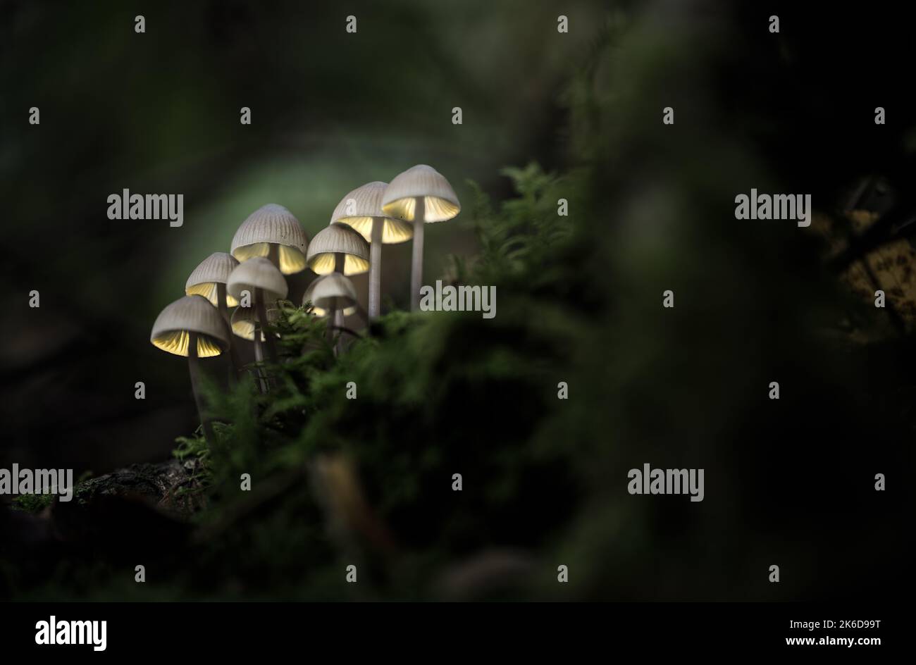 Fantasy mushrooms glowing in a dark magical enchanted woodland Stock ...