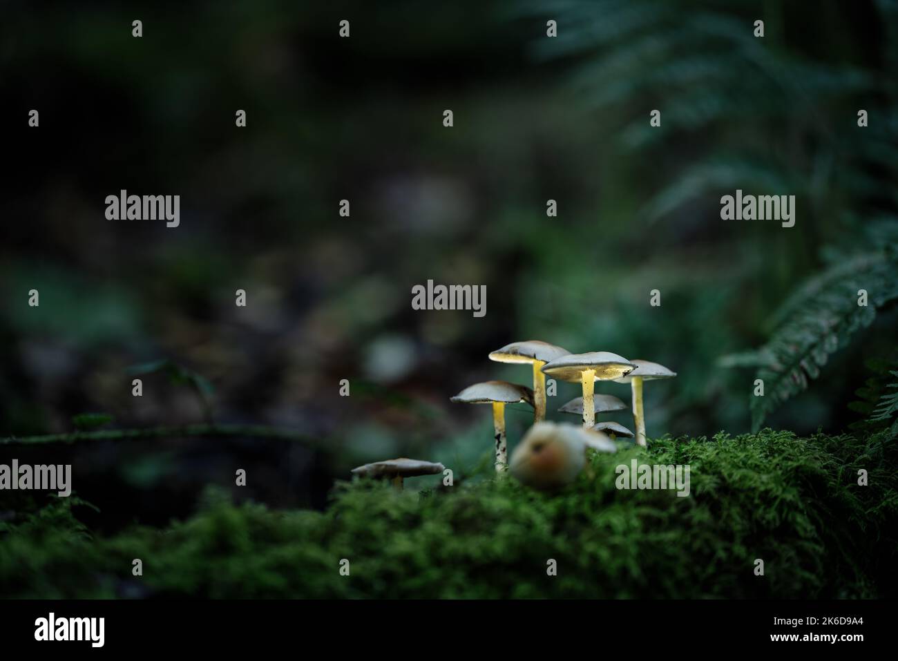 Fantasy mushrooms glowing in a dark magical enchanted woodland Stock ...