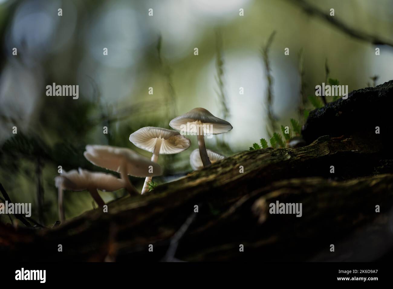 Fantasy mushrooms glowing in a dark magical enchanted woodland Stock ...