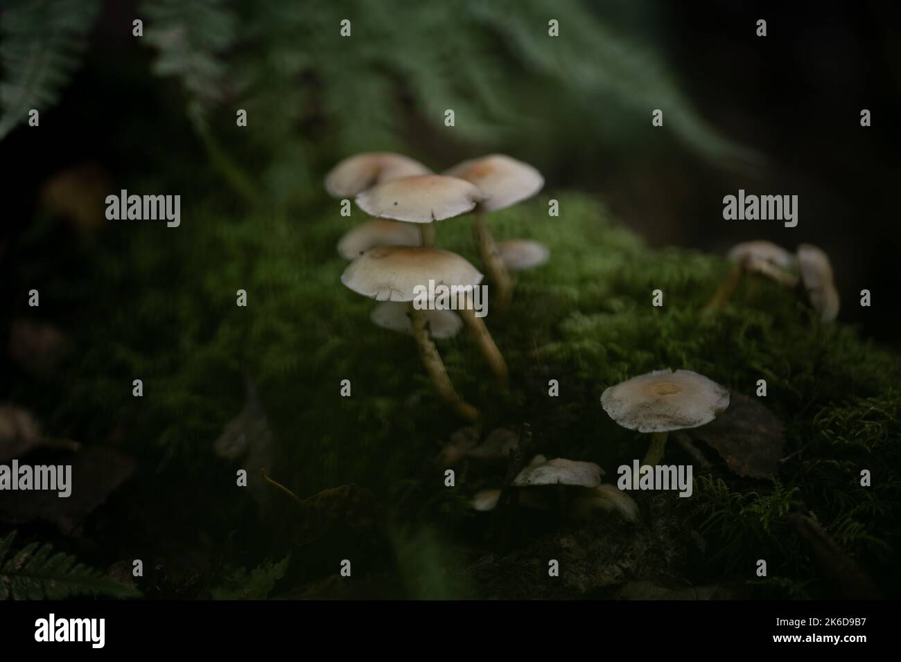 Fantasy mushrooms in a dark magical enchanted woodland Stock Photo - Alamy