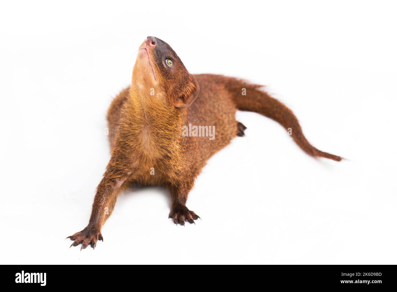 Javan Mongoose or Small asian mongoose (Herpestes javanicus) isolated ...