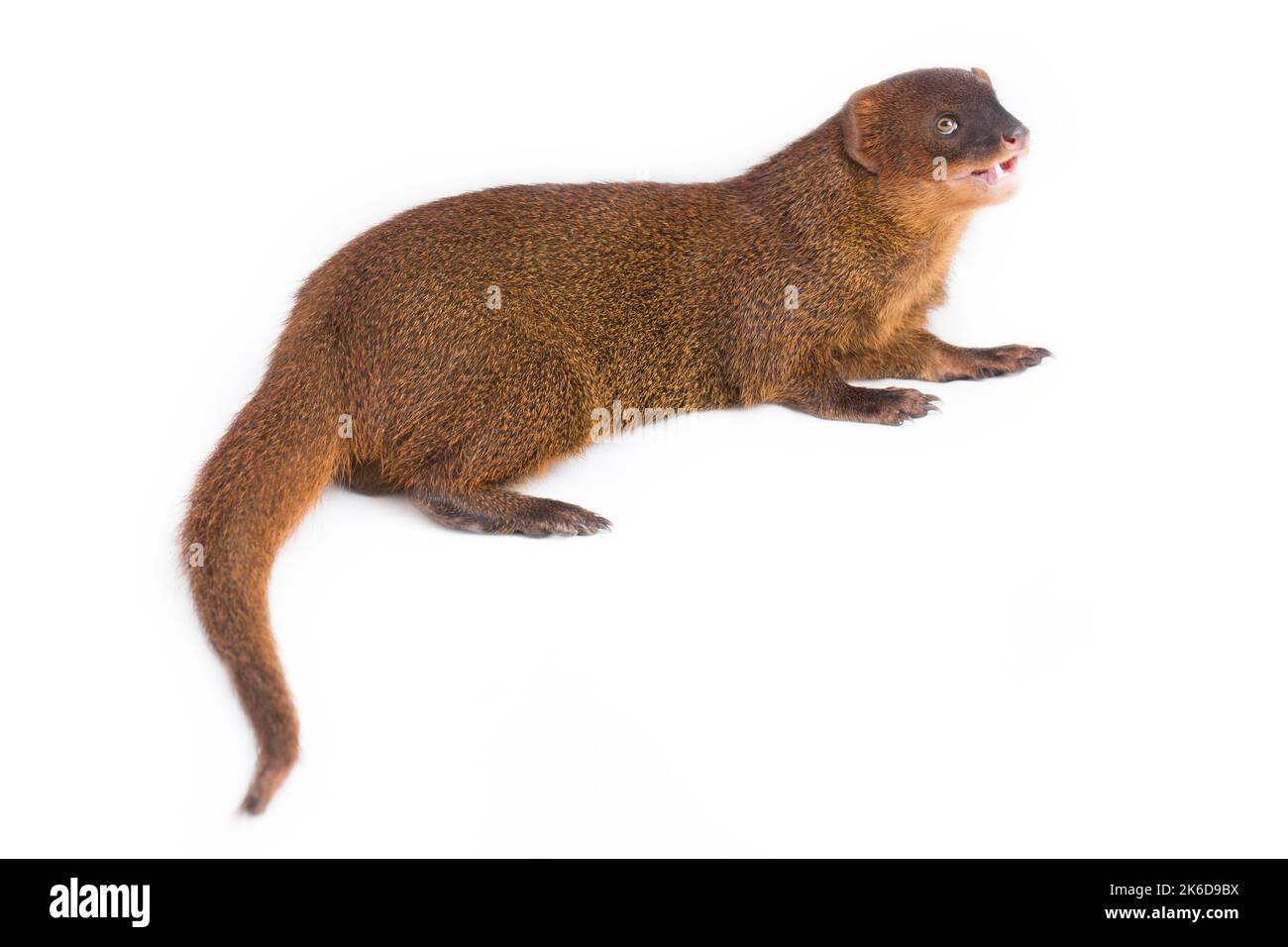 Javan Mongoose or Small asian mongoose (Herpestes javanicus) isolated ...