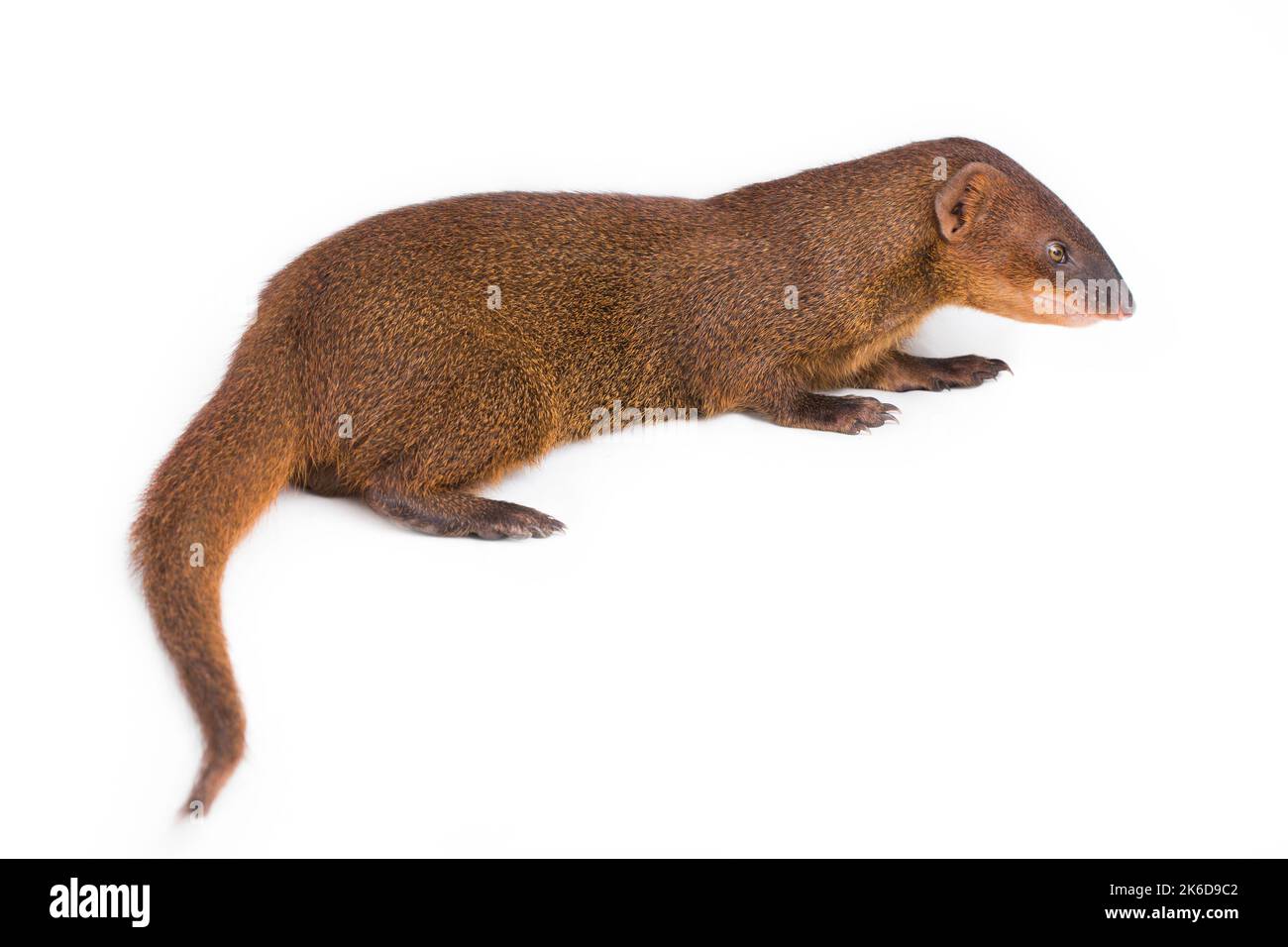 Javan Mongoose or Small asian mongoose (Herpestes javanicus) isolated ...
