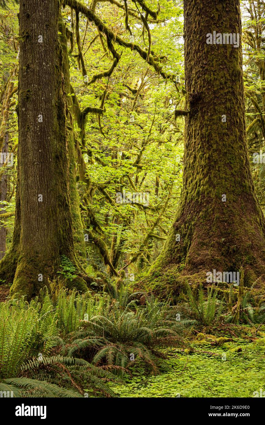 WA22269-00...WASHINGTON - Fir trees, lightly covered with moss while ...