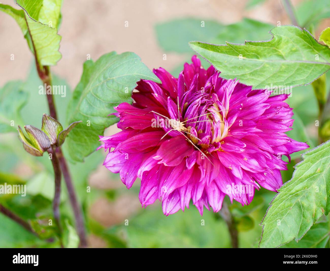 Dahlia flowers in the garden Stock Photo - Alamy