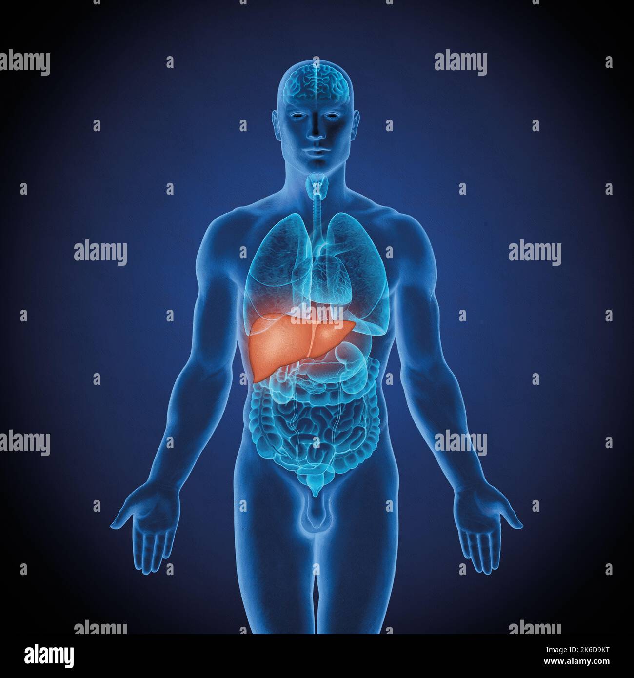 Internal organs lungs hi-res stock photography and images - Alamy