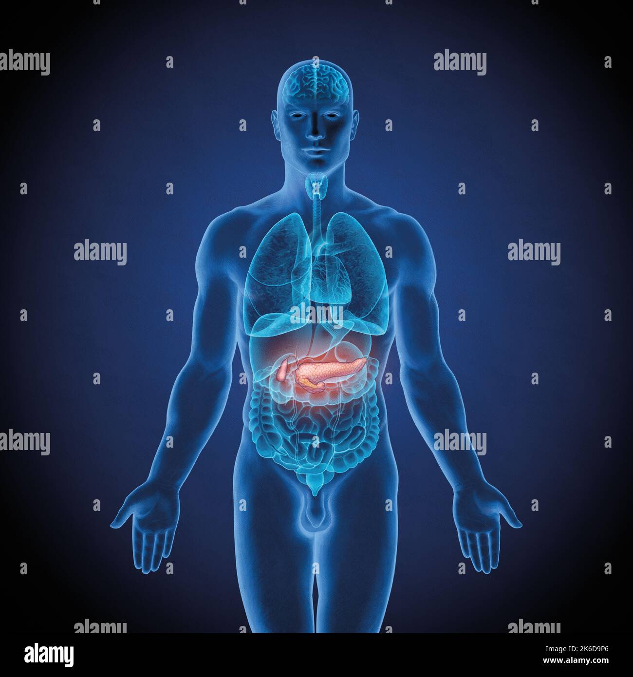 Human body internal organs brain heart hi-res stock photography and ...