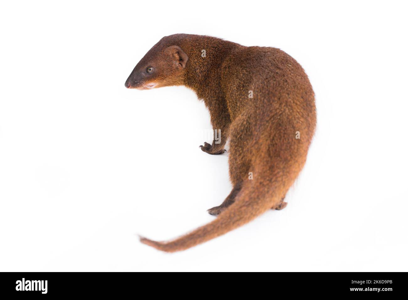 Javan Mongoose or Small asian mongoose (Herpestes javanicus) isolated ...