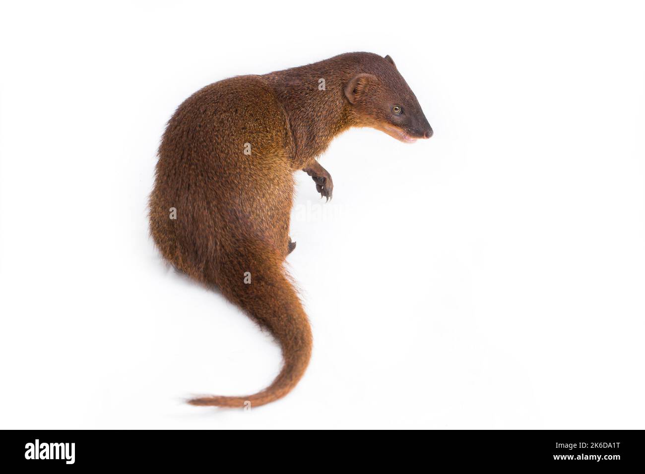 Javan Mongoose or Small asian mongoose (Herpestes javanicus) isolated ...